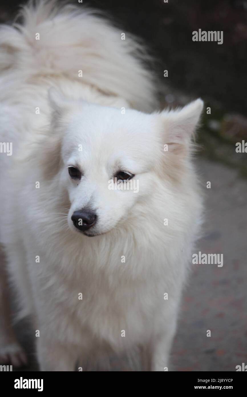 Beautiful white dog hi-res stock photography and images - Alamy