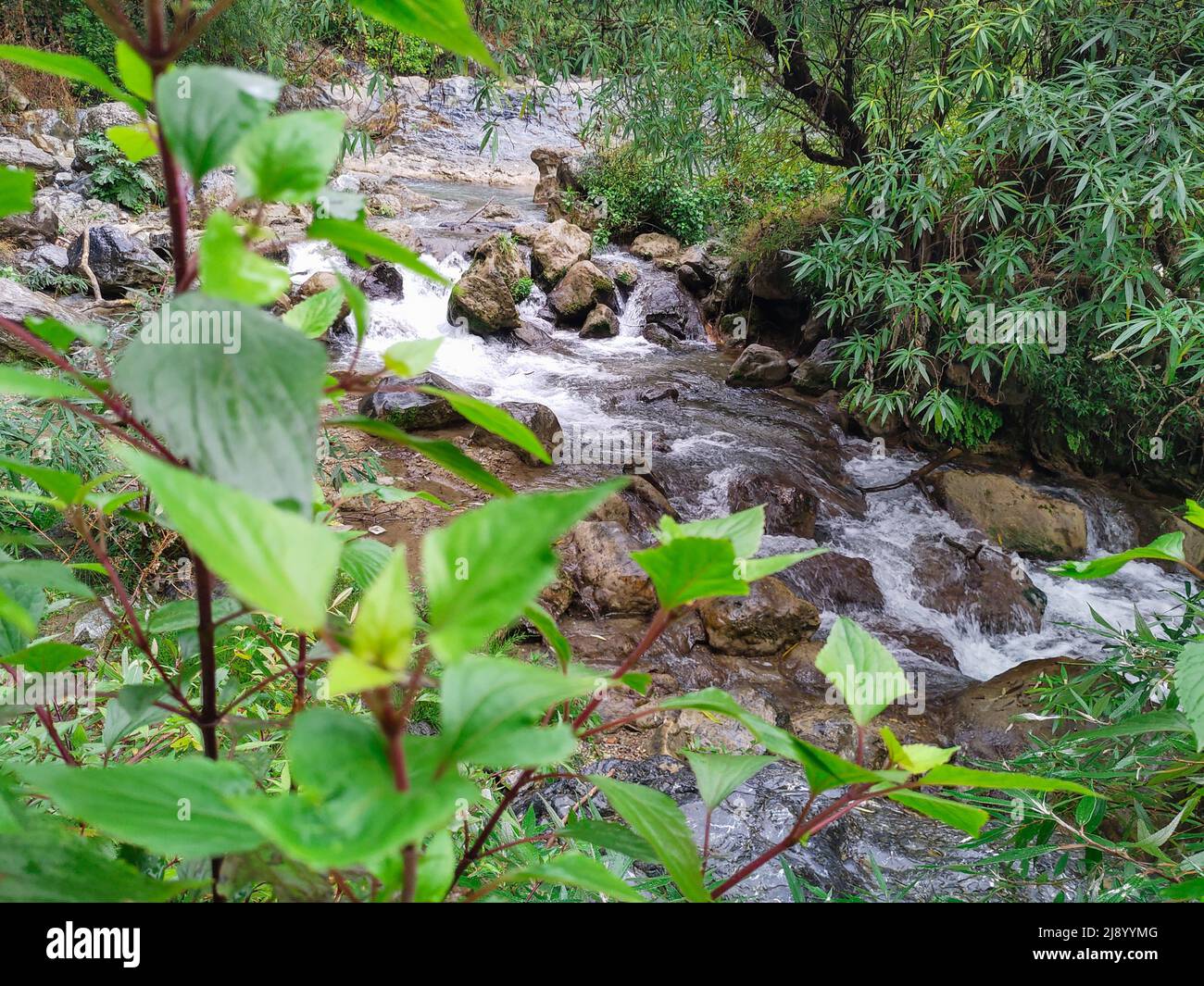 A small stream flowing through the forest with green plants and trees ...