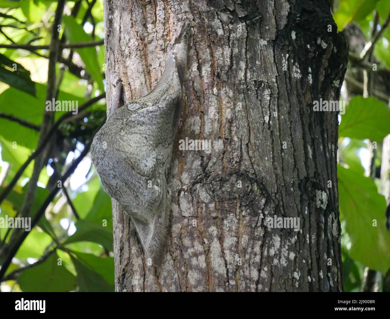 Colugo Animal also known as Sunda flying lemur or Sunda colugo or ...