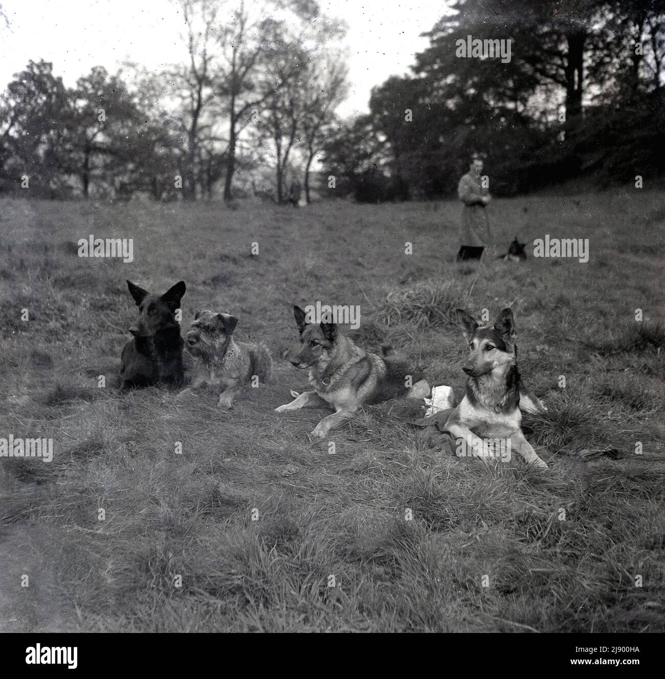 1950s, historical, dog training, four dogs lying on lush grass taking ...