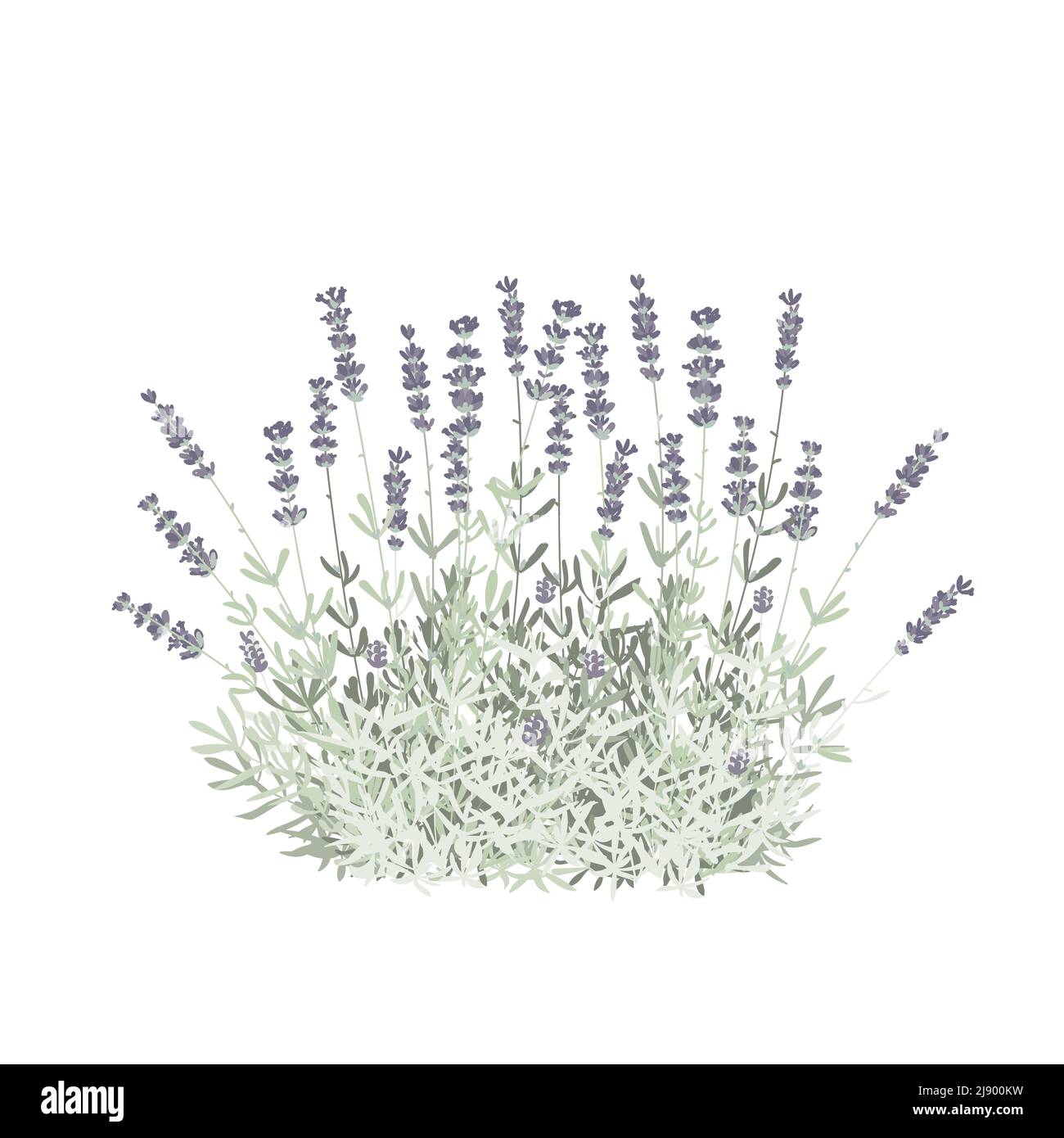 Growing lavender Stock Vector Images - Alamy