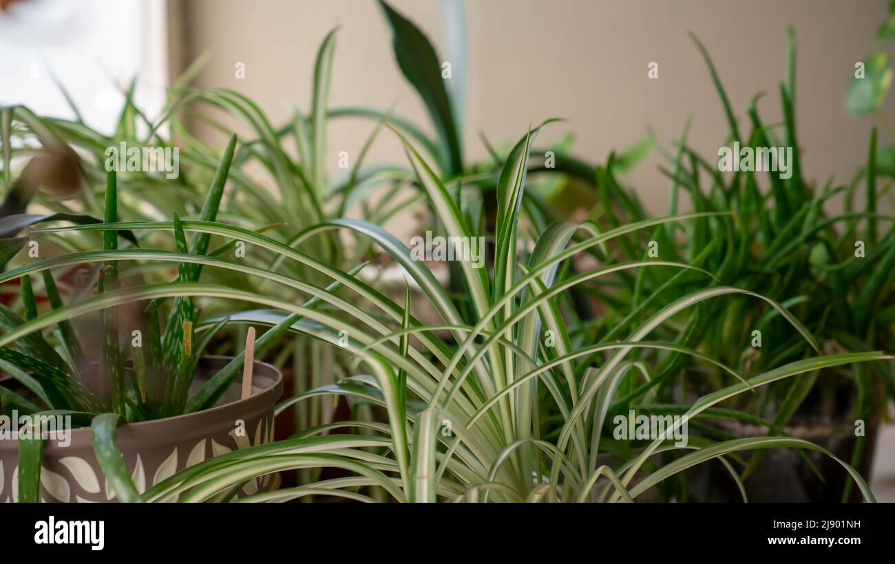 Corner plants hi-res stock photography and images - Alamy