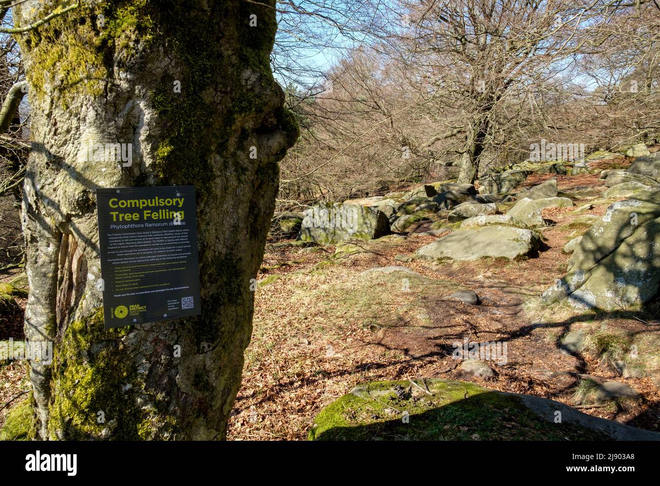 Peak District woodland with warning sign Compulsory Tree Felling ...