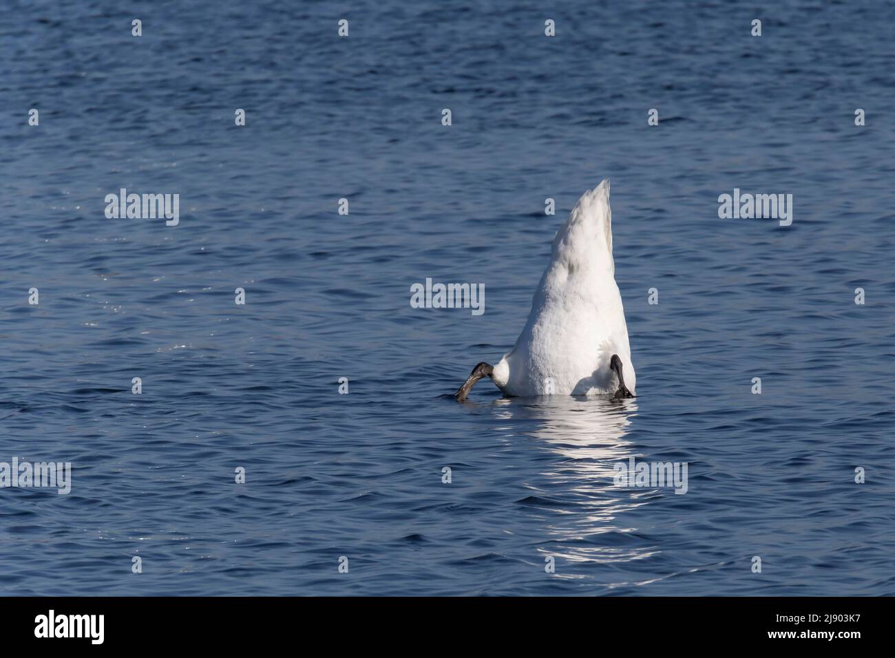 tail of white swan diving in blue river Stock Photo - Alamy