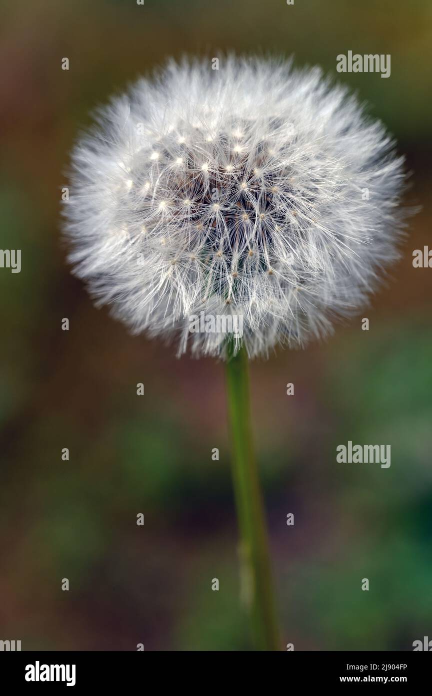 Seed head of a dandelion growing in a lawn. The dandelion flower is ...