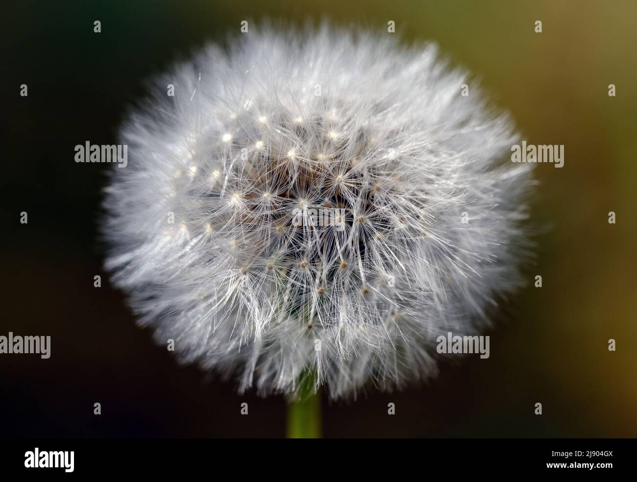 Seed head of a dandelion growing in a lawn. The dandelion flower is ...