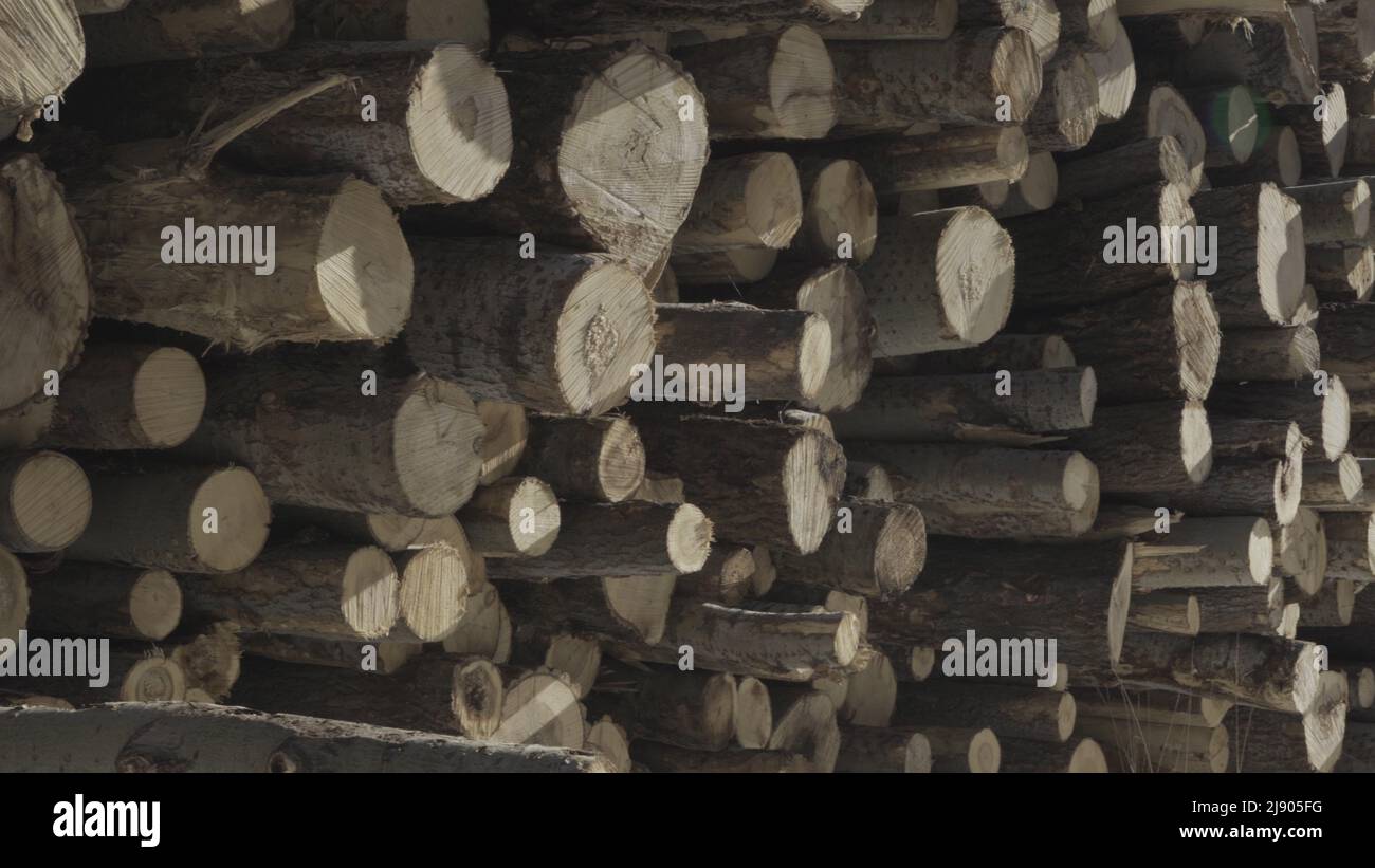 Stacked cut tree trunks Stock Photo - Alamy