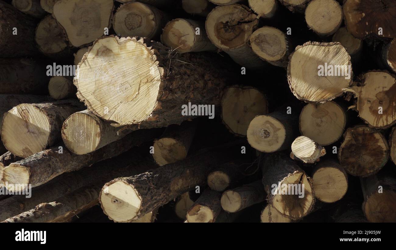 Stacked cut tree trunks Stock Photo - Alamy