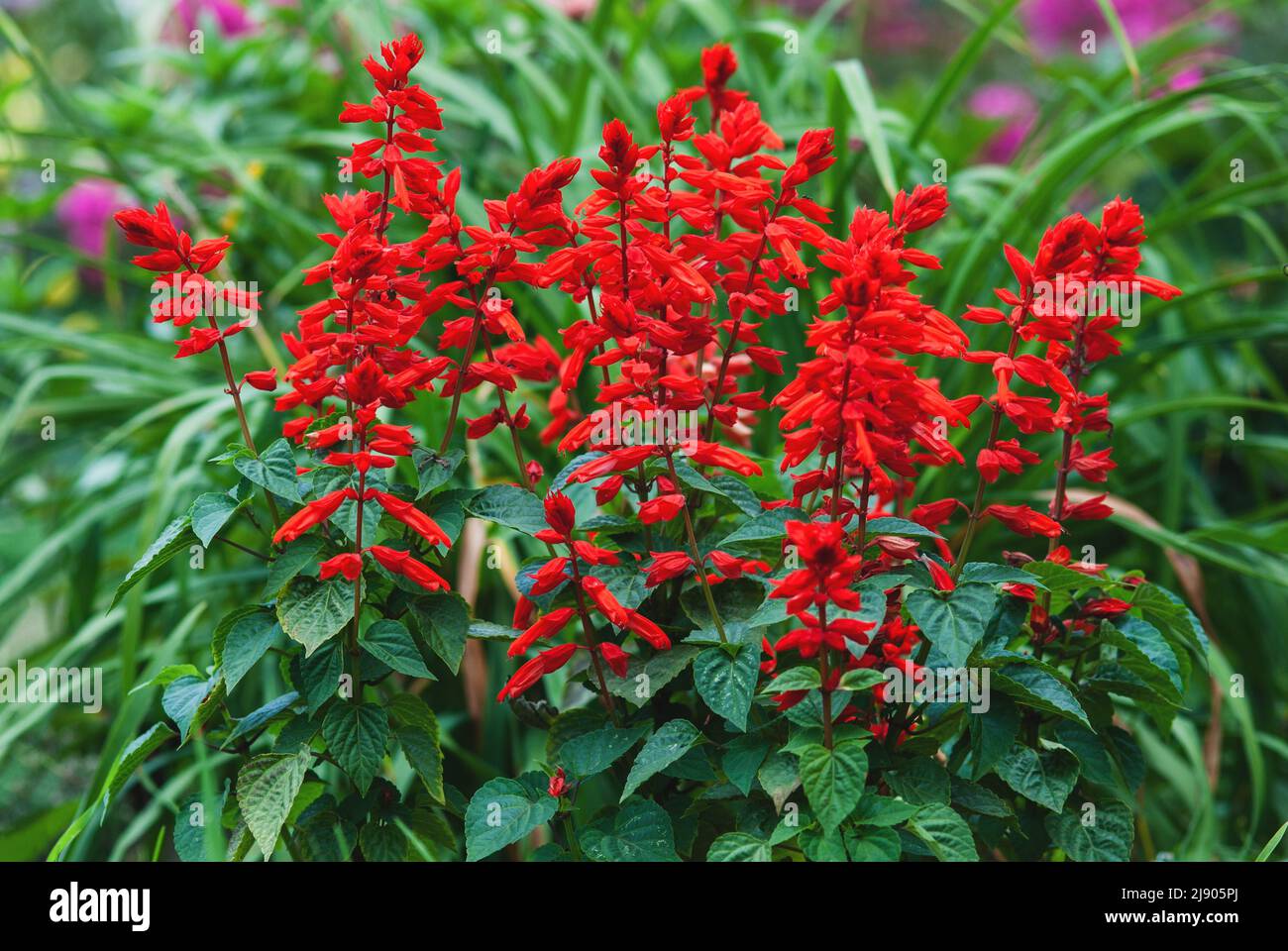 Scarlet sage salvia splendens hi-res stock photography and images - Alamy