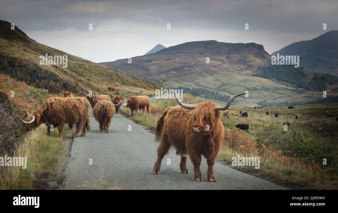 Highland Cow Traffic Jam on Skye Stock Photo - Alamy