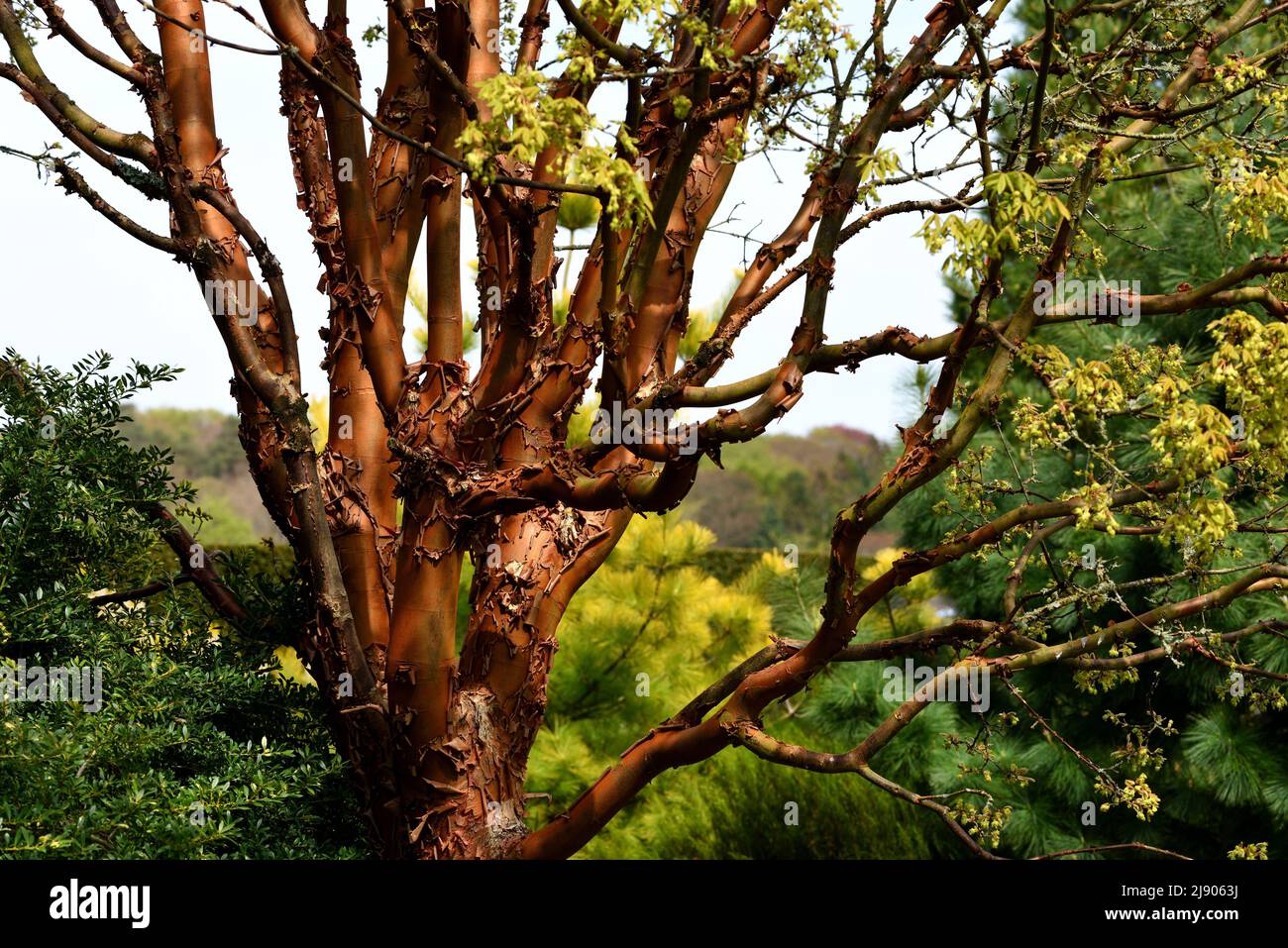 Blood bark maple hi-res stock photography and images - Alamy