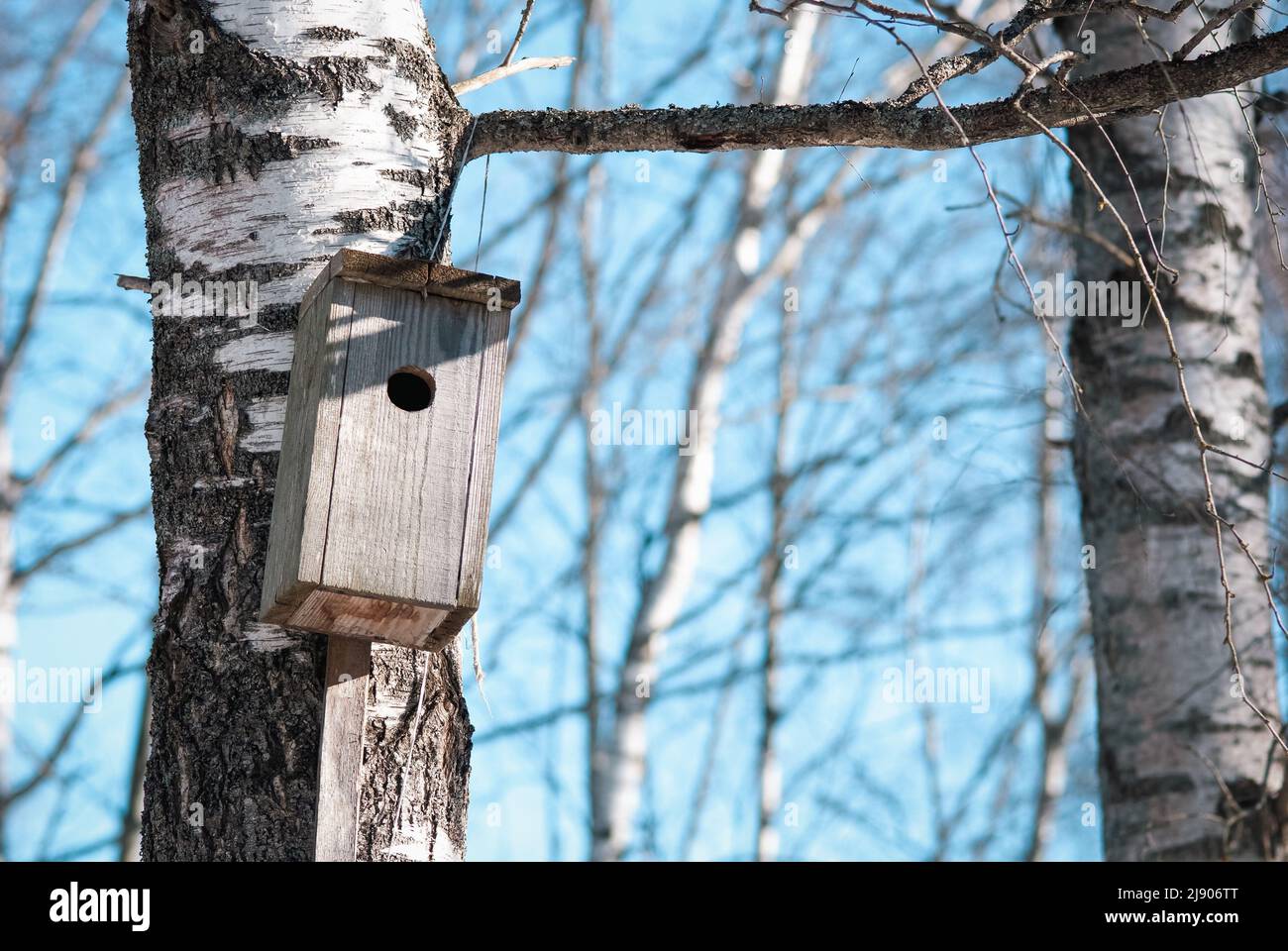 Downy birch betula pubescens bark hi-res stock photography and images ...