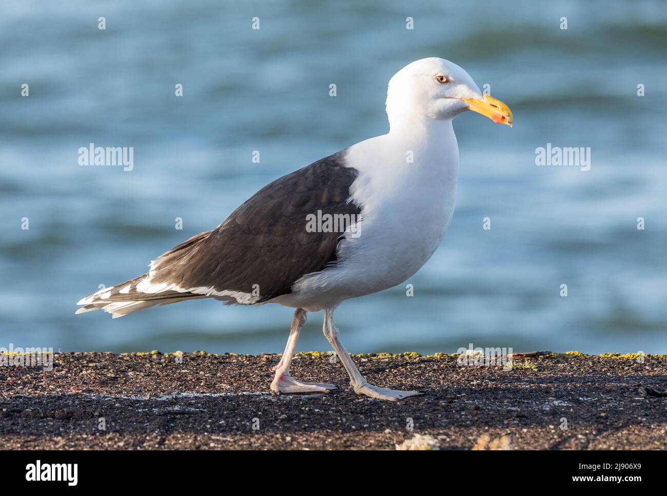 Ring netter hi-res stock photography and images - Alamy