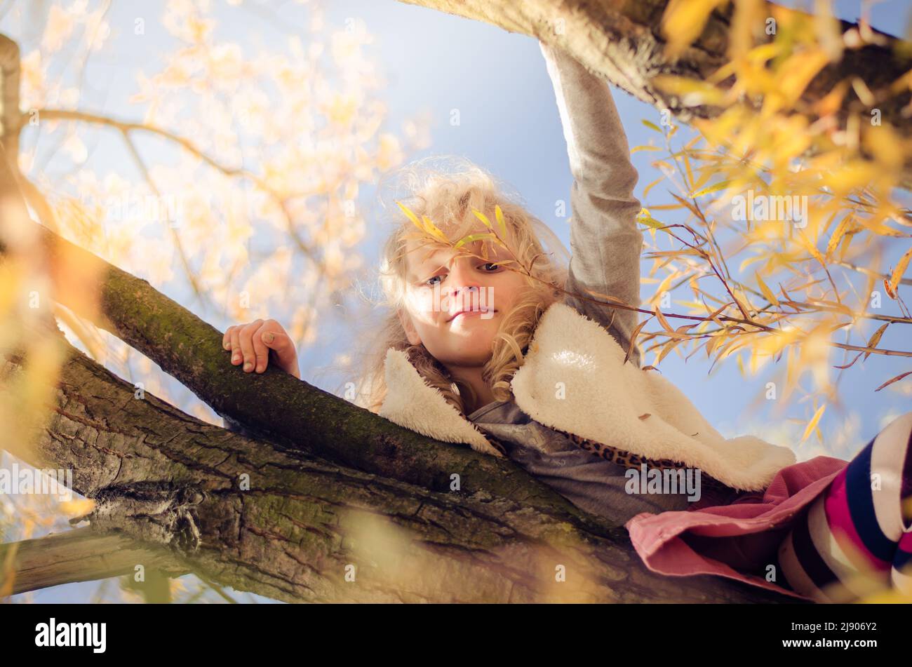 little child sitting in the tree branch in afternoon golden hour time ...