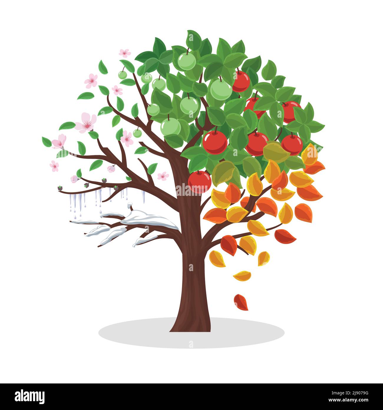 Seasons tree. Spring summer autumn and winter, leaf plant, snow and ...