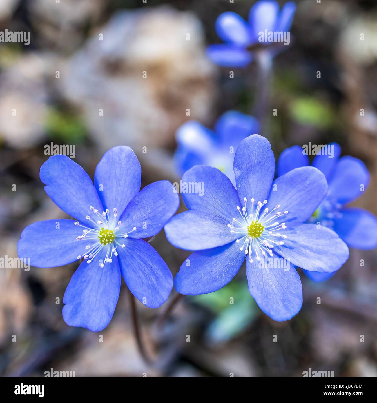 Hepatica is a genus of herbaceous perennials in the buttercup family ...