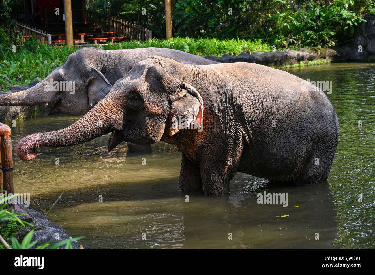 Elephants in singapore zoo hi-res stock photography and images - Alamy