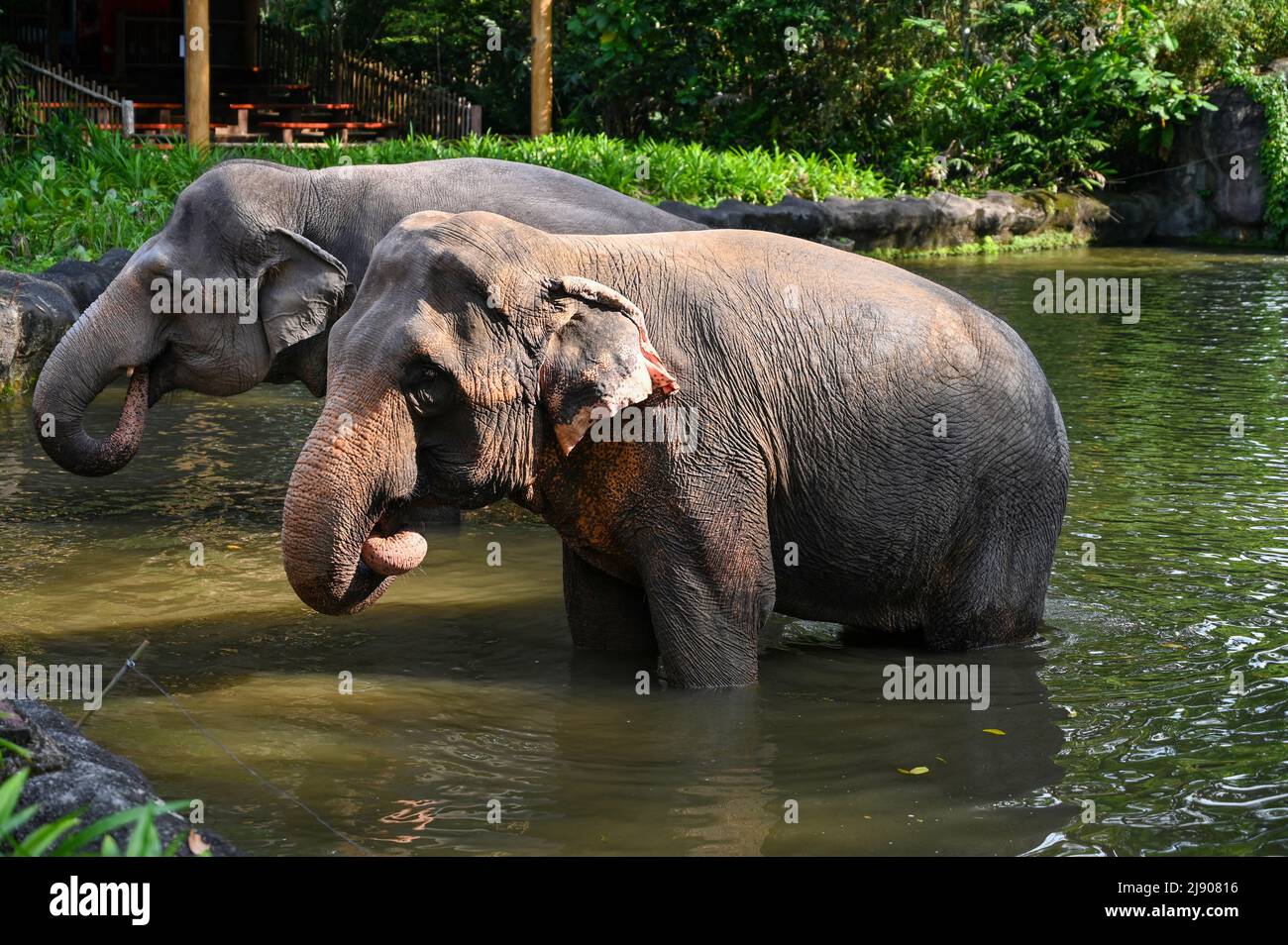 Two Elephants standing in a River submerge half of their body in water ...
