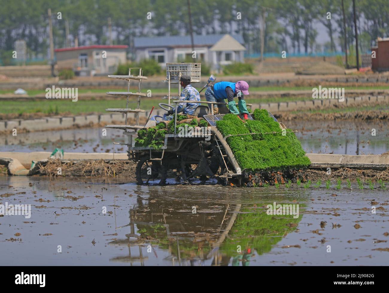 Stepped rice field hi-res stock photography and images - Alamy