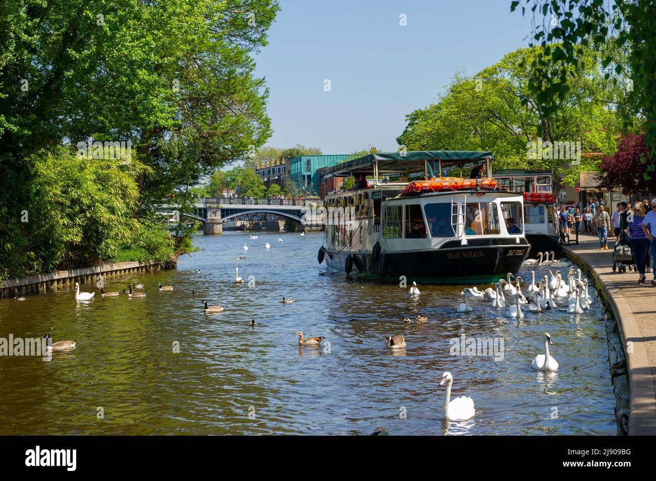 Thames swan of the reign hi-res stock photography and images - Alamy