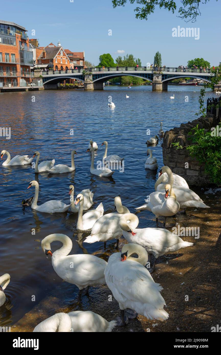 Thames swan of the reign hi-res stock photography and images - Alamy