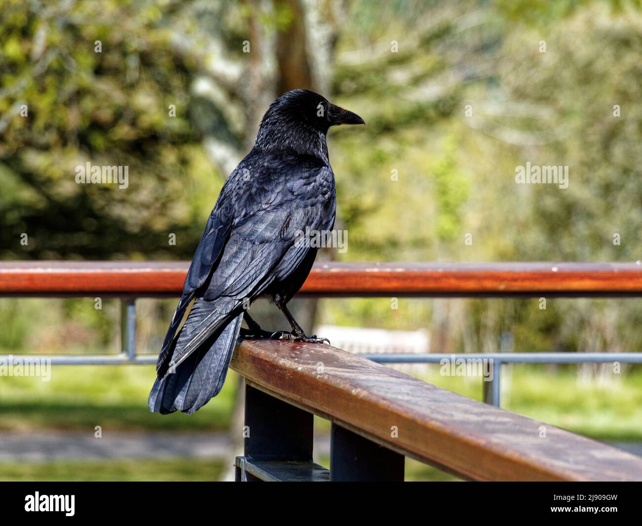 A crow is a bird of the genus Corvus and common in UK. Crows are oln of ...