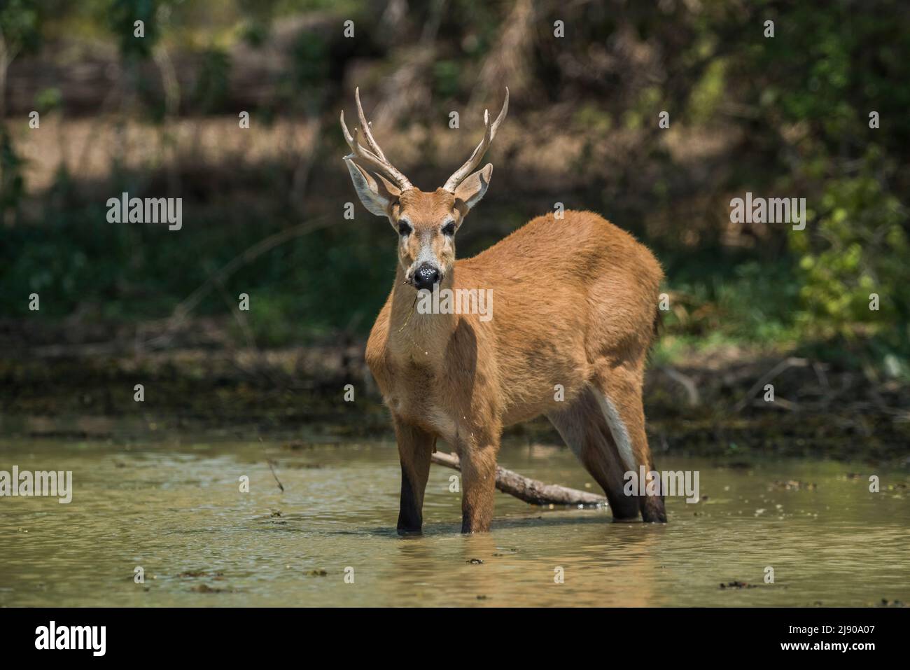 Marsh deer, swamp deer hi-res stock photography and images - Alamy
