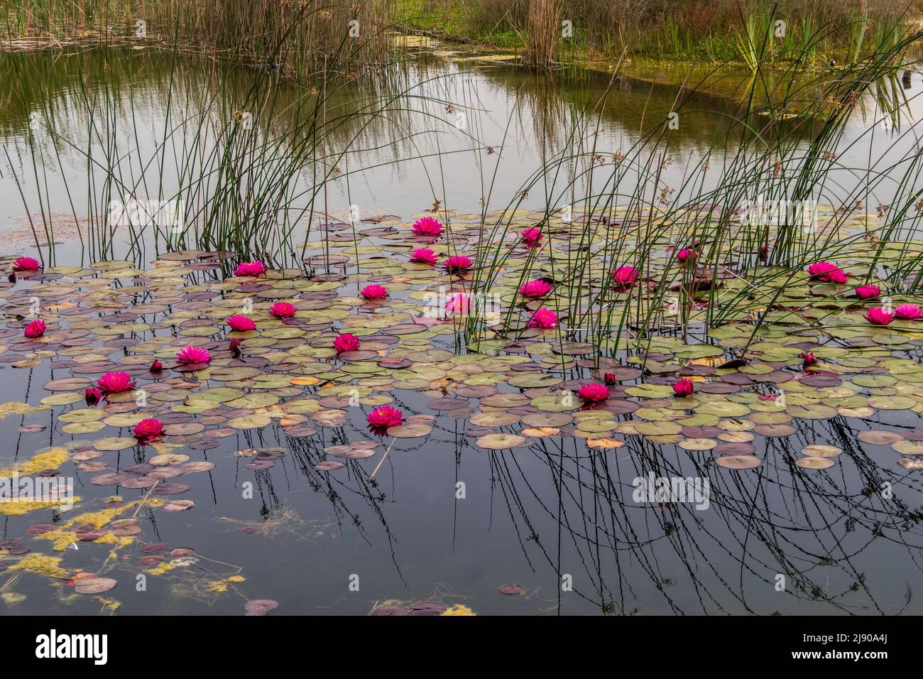 purple Egyptian lotus water lily flower with leaves floating in the ...