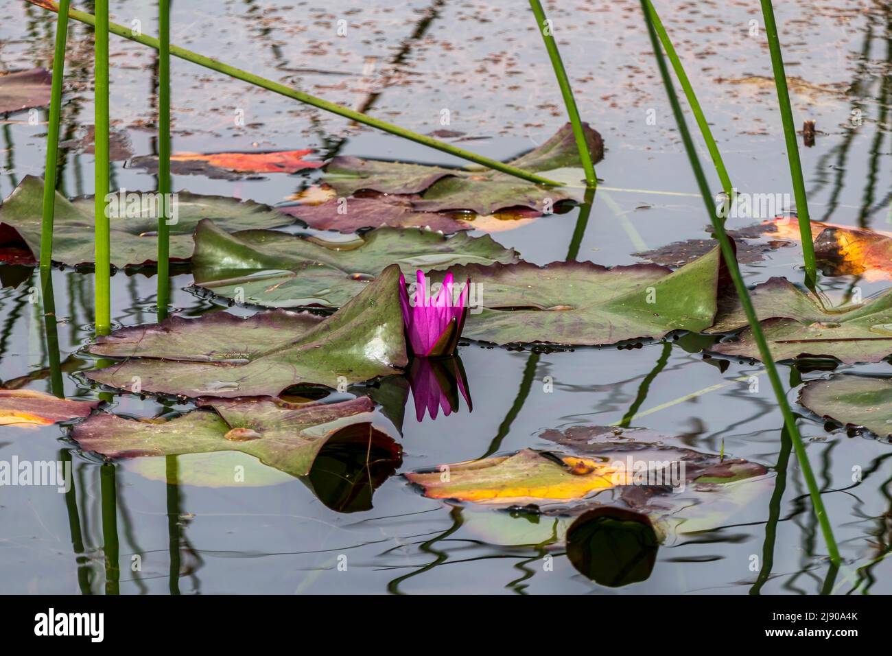 purple Egyptian lotus water lily flower with leaves floating in the ...