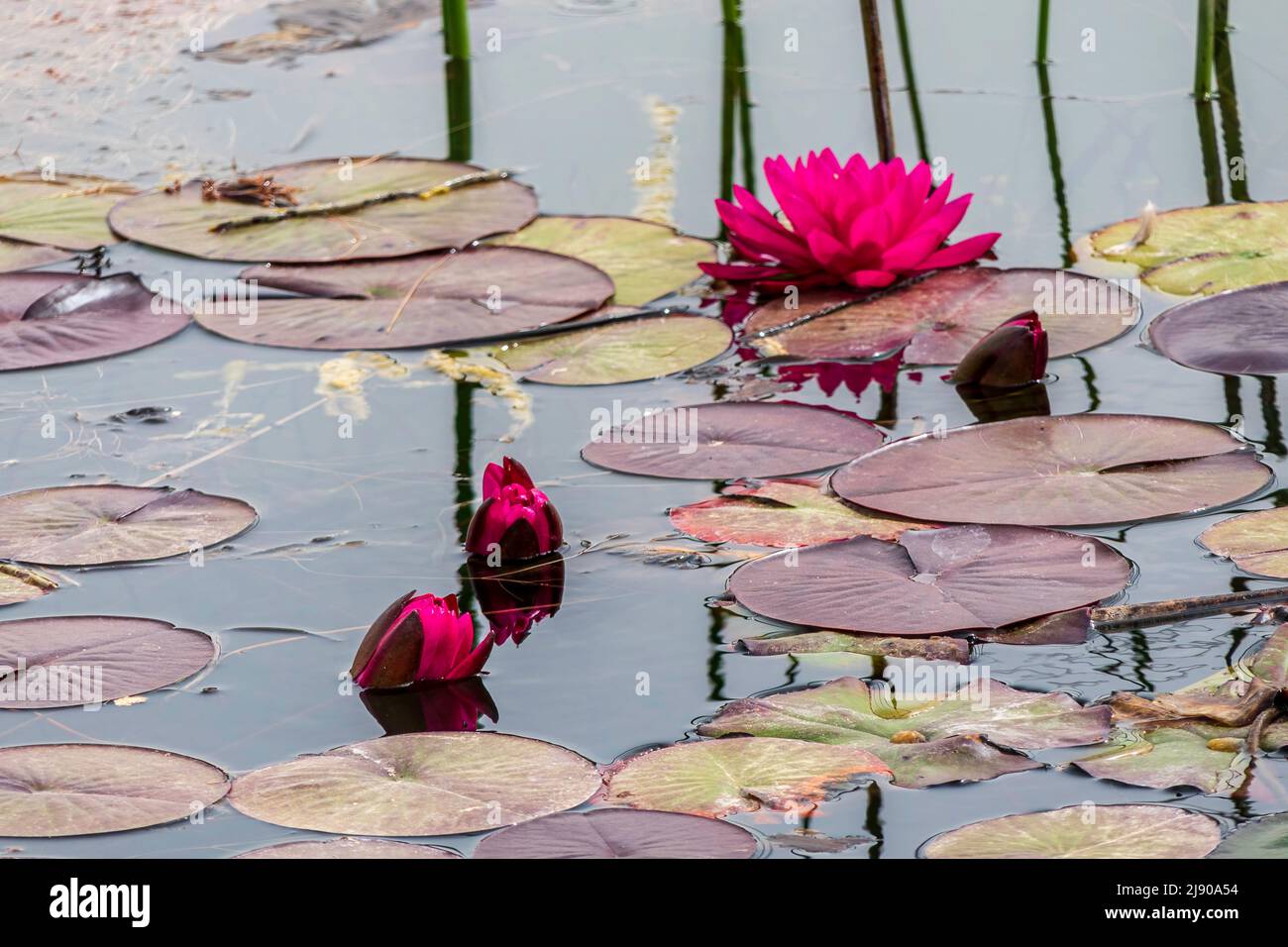 purple Egyptian lotus water lily flower with leaves floating in the ...