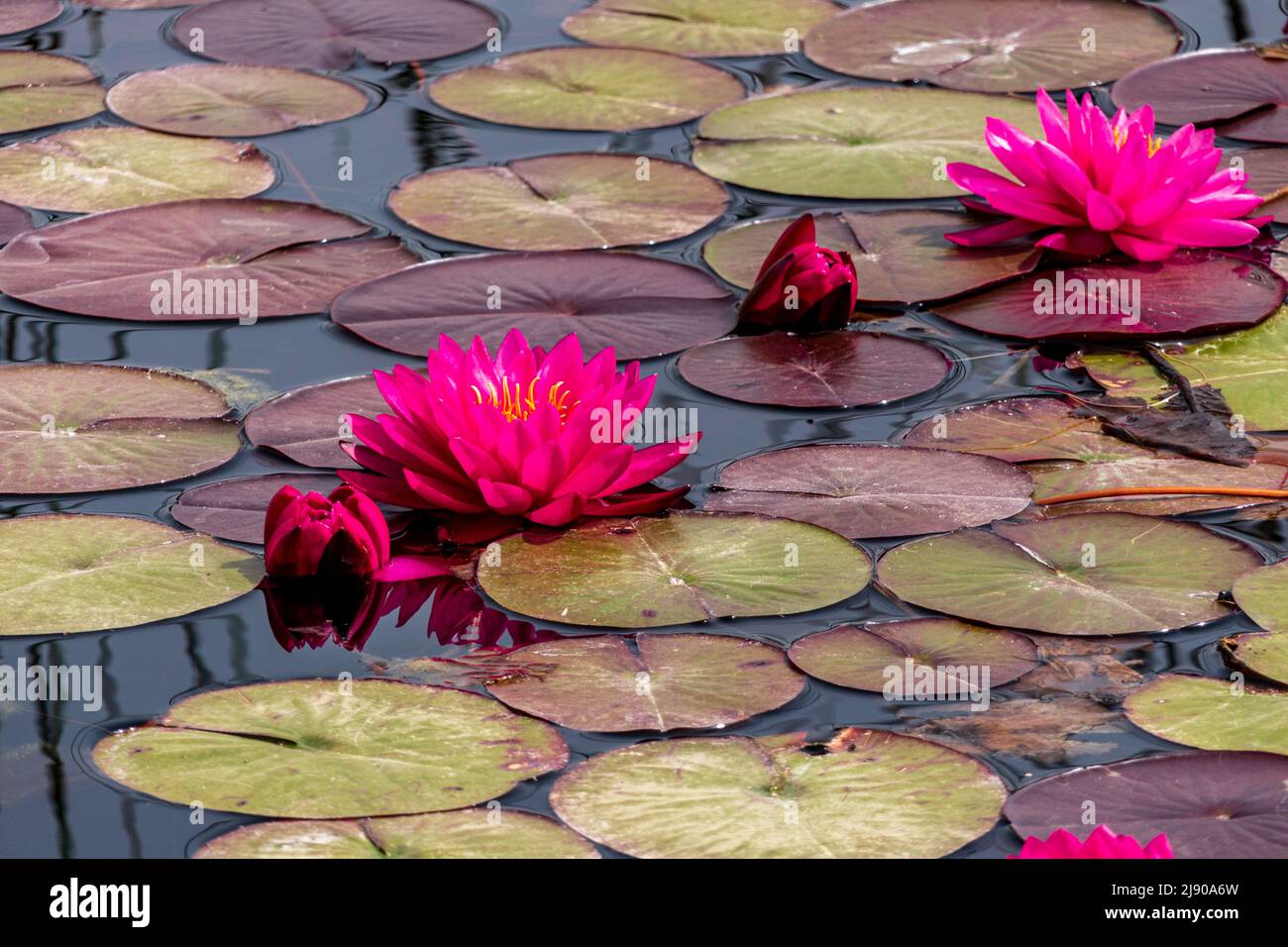purple Egyptian lotus water lily flower with leaves floating in the ...