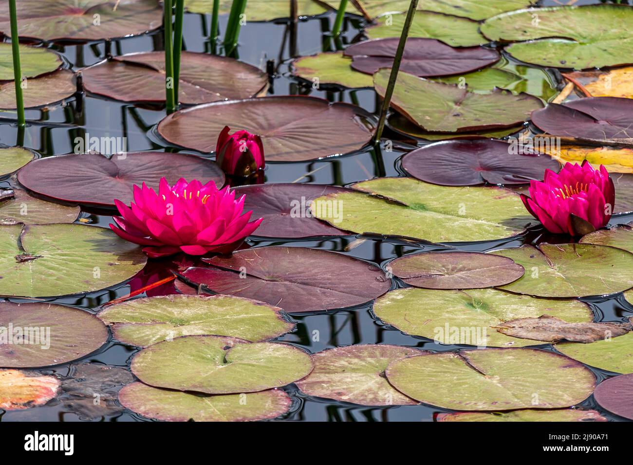 purple Egyptian lotus water lily flower with leaves floating in the ...