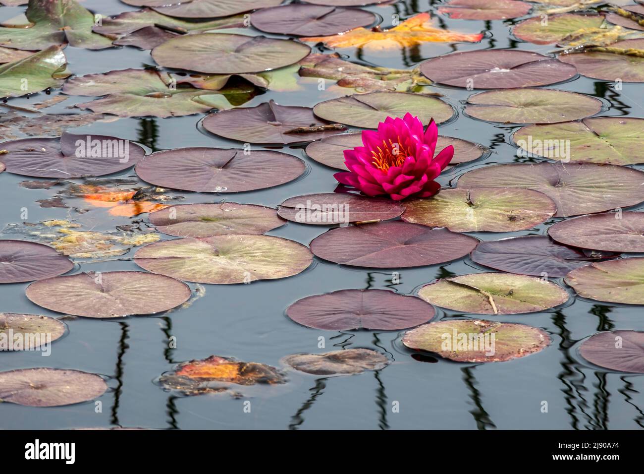 purple Egyptian lotus water lily flower with leaves floating in the ...