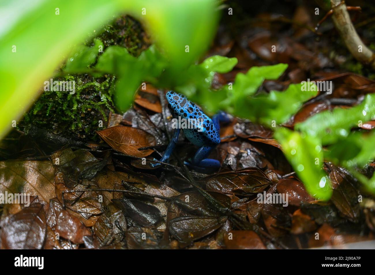 Poison dart frog also known as poison arrow frog Stock Photo - Alamy