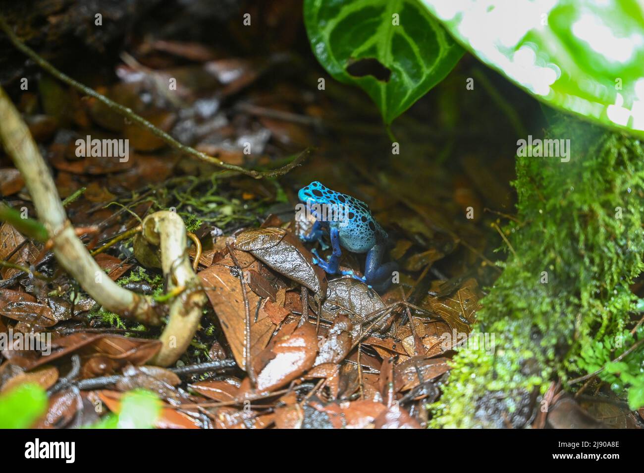 Poison dart frog also known as poison arrow frog Stock Photo - Alamy