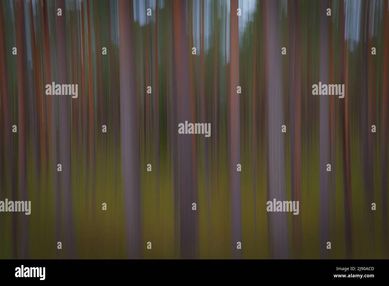 Pine tree trunks. Intentional camera motion. Motion blur. Abstract ...