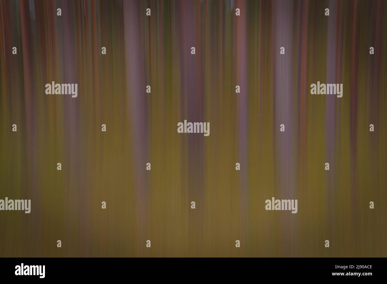 Pine tree trunks. Intentional camera motion. Motion blur. Abstract ...