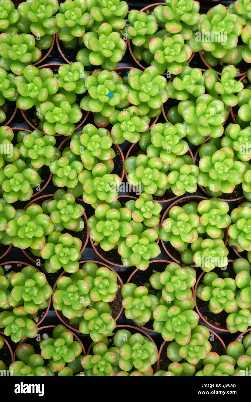 High Angle View Of Potted Sedum Lucidum In Market Stock Photo - Alamy
