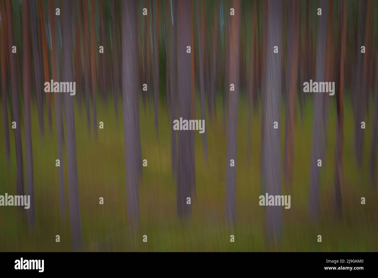 Pine tree trunks. Intentional camera motion. Motion blur. Abstract ...