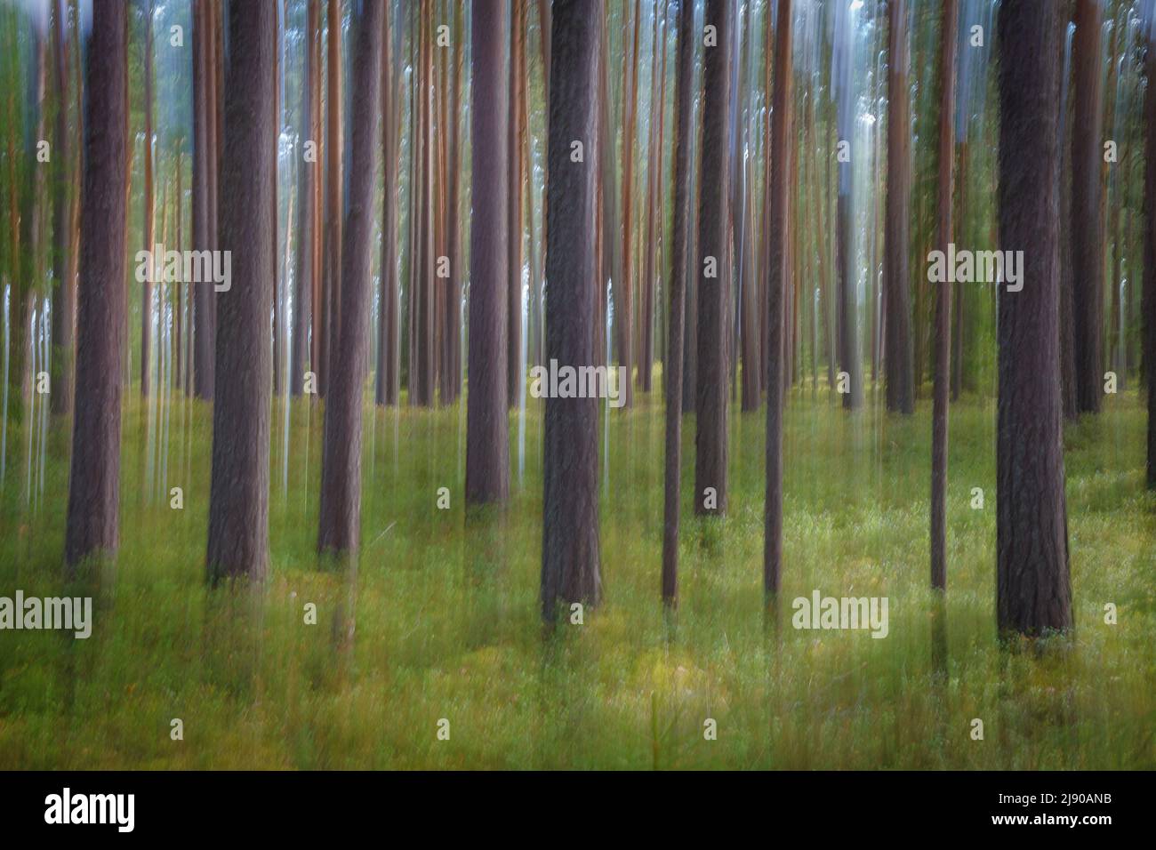 Pine tree trunks. Intentional camera motion. Motion blur. Abstract ...