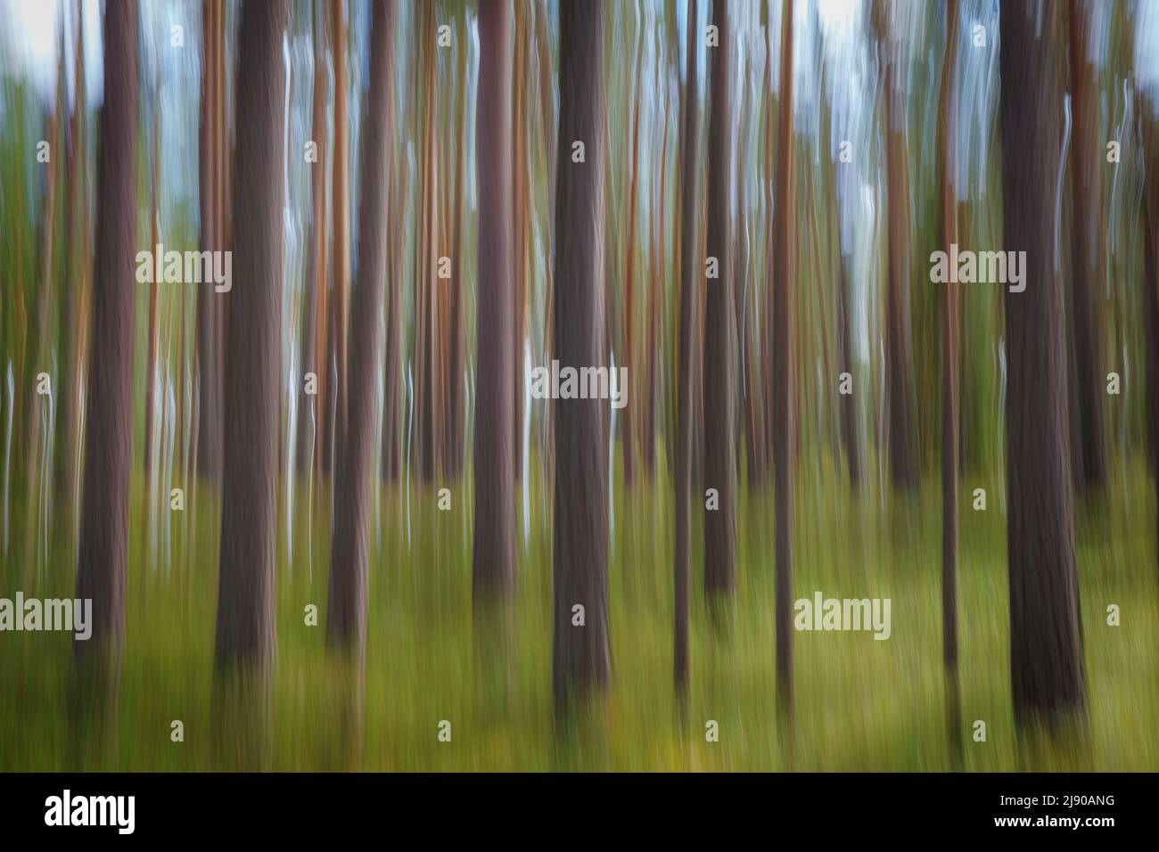 Pine tree trunks. Intentional camera motion. Motion blur. Abstract ...