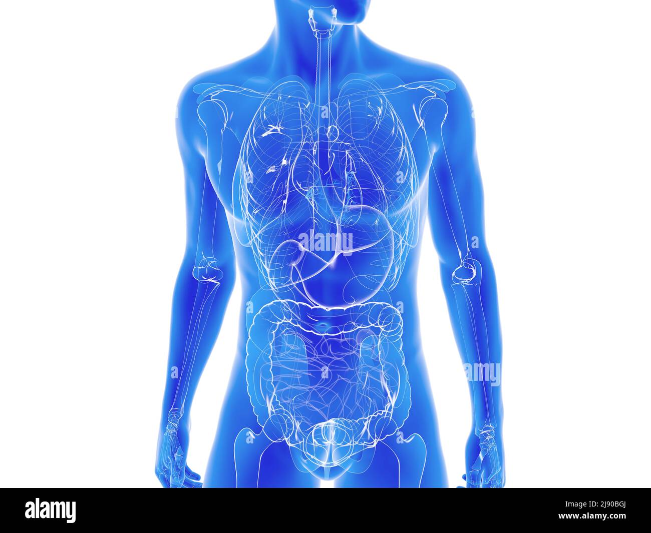 Transparent 3d illustration of the internal human anatomy. Glass organs ...