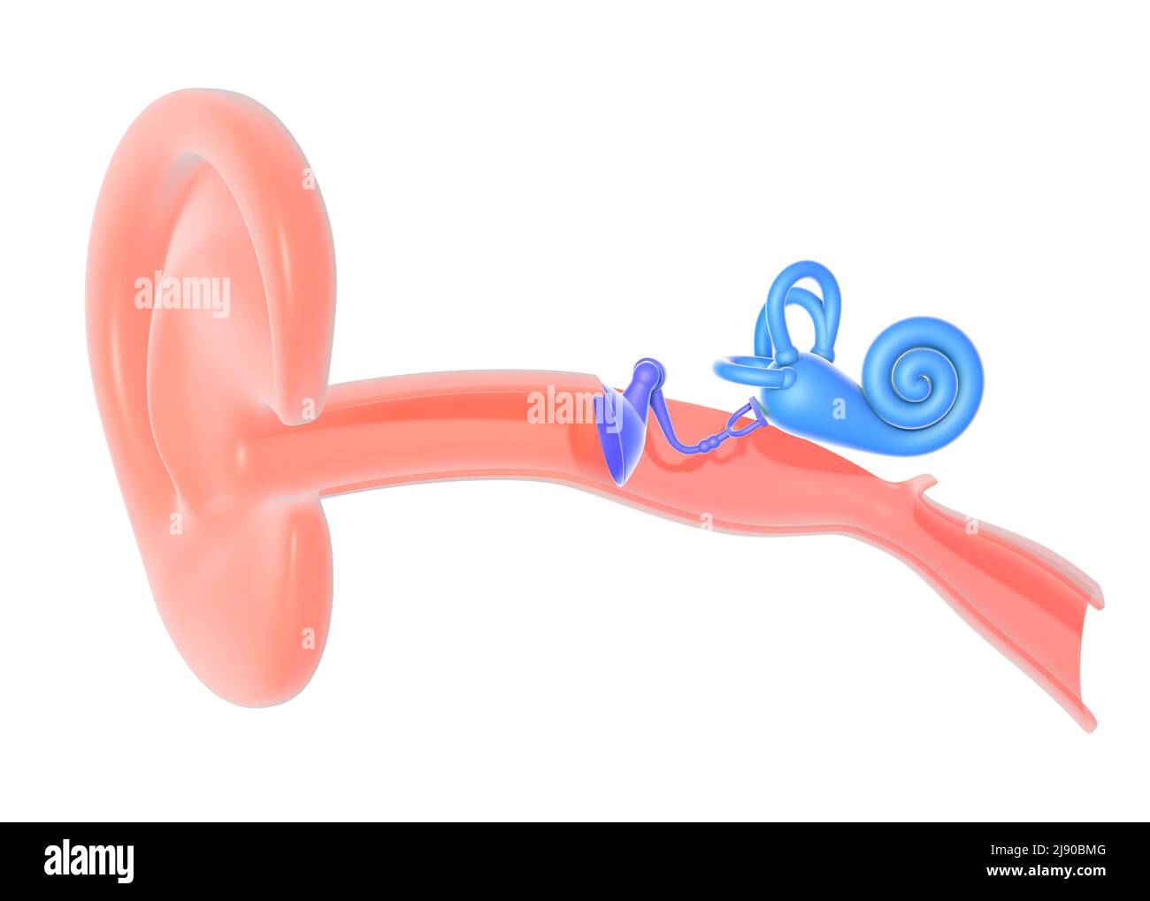 3d illustration of the anatomy of the inner ear. Graphic representation ...