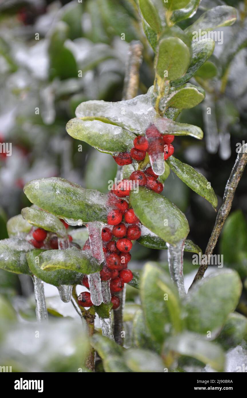 Holly berries leaves in snow hi-res stock photography and images - Alamy