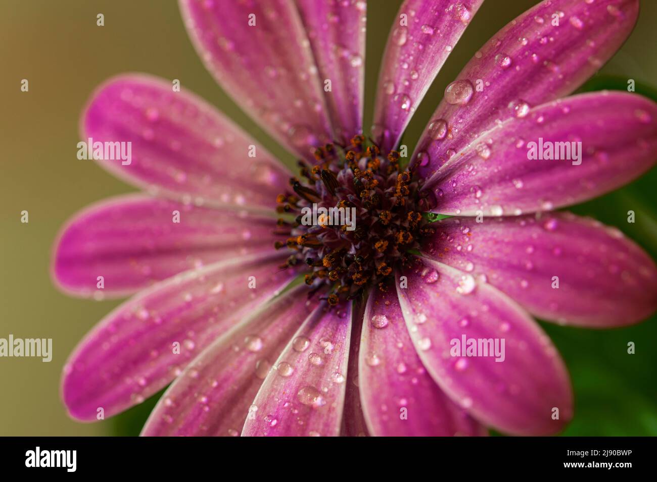 Beautiful flower after rain Stock Photo - Alamy