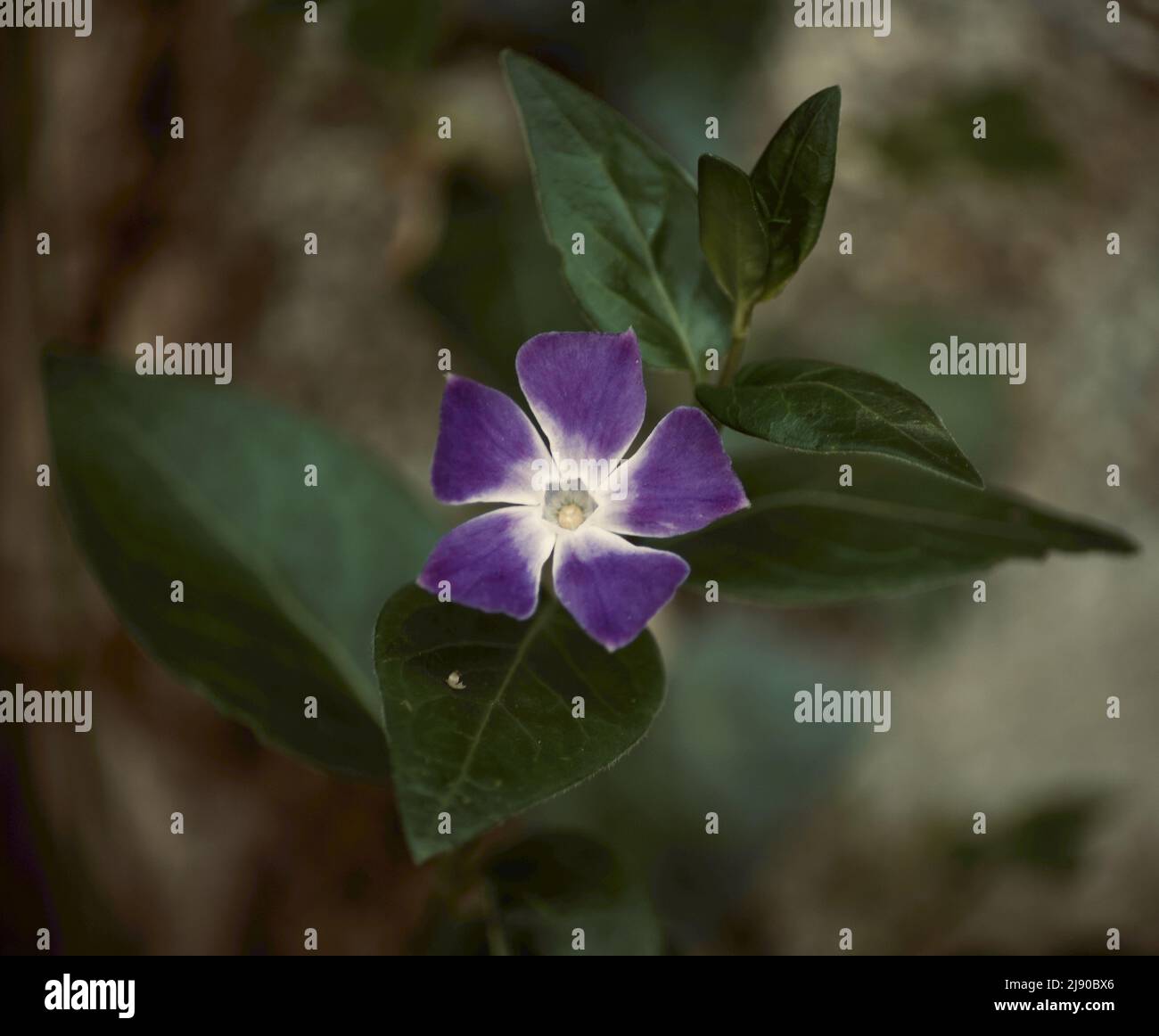 Periwinkle purple flower Stock Photo - Alamy