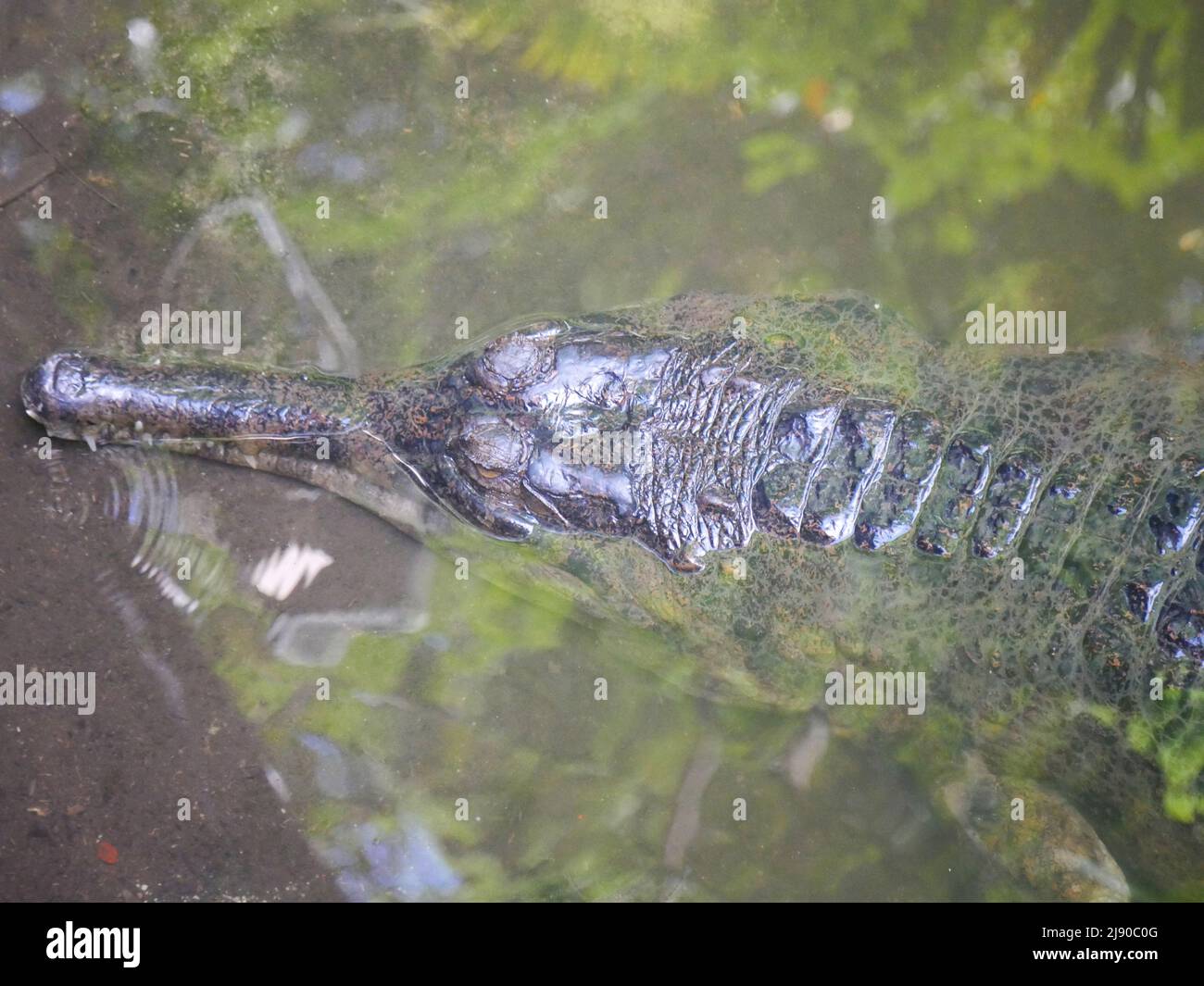 Indian gavial indian gharial gavialis hi-res stock photography and ...