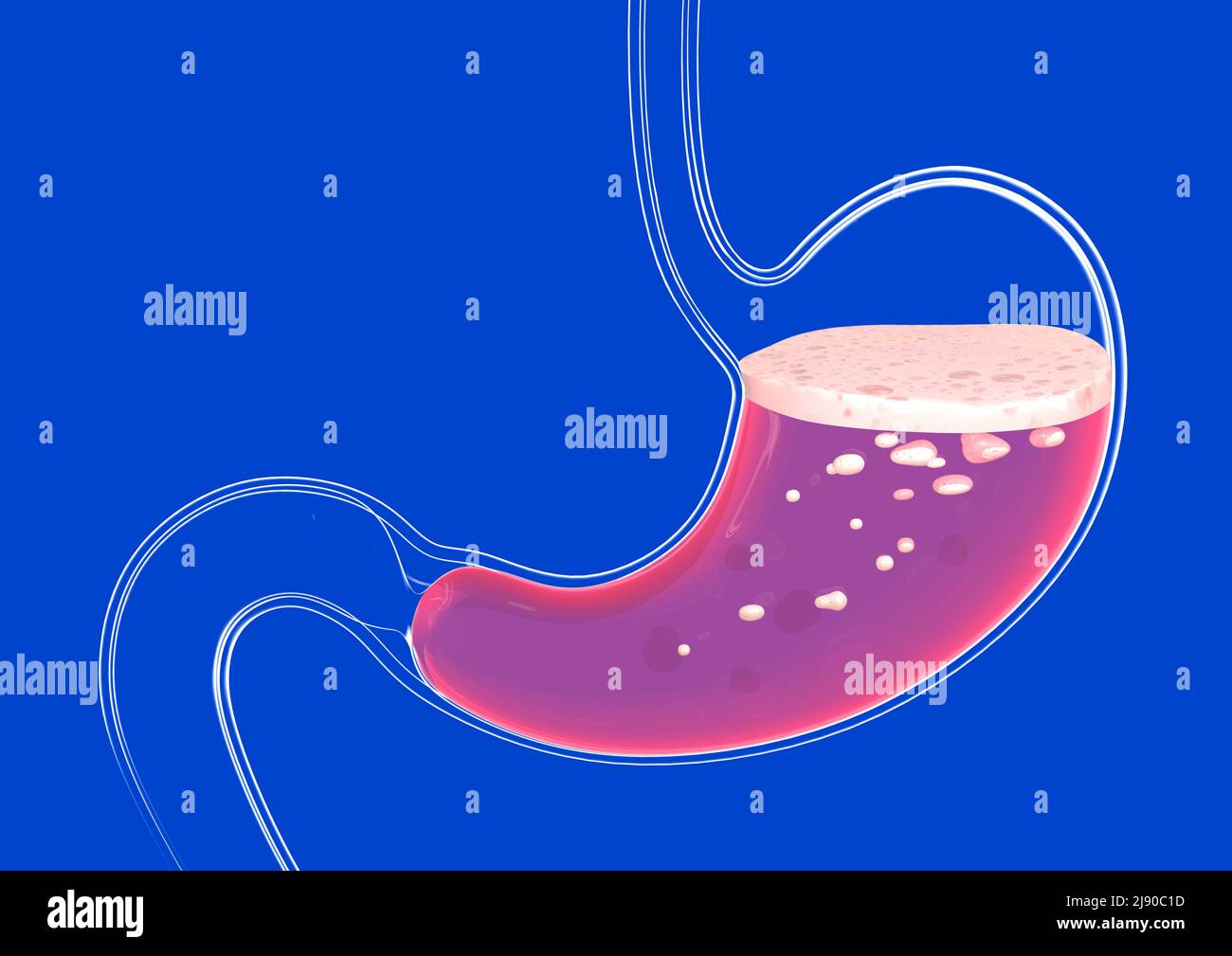 3d illustration of the human stomach doing digestion. Transparent glass ...
