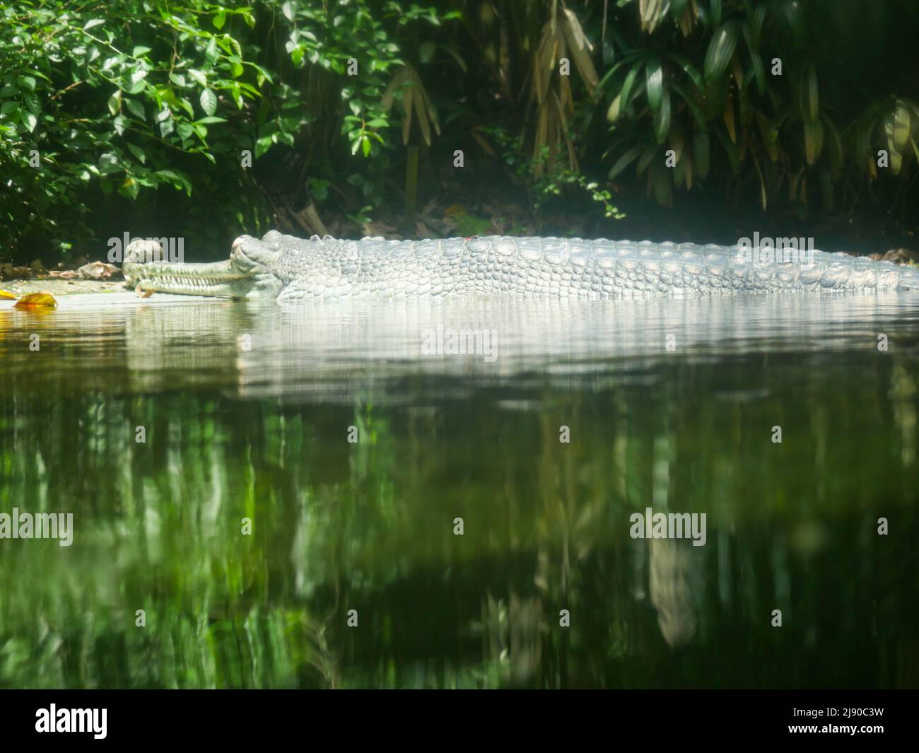 Gavial open mouth teeth gharial hi-res stock photography and images - Alamy