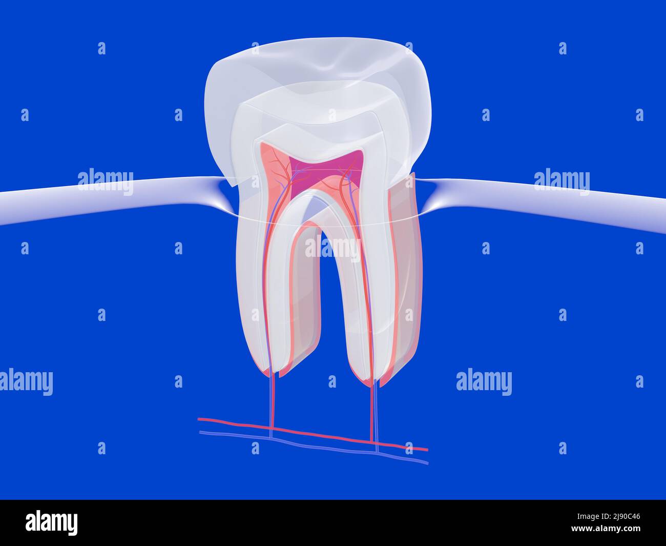 3d illustration of a dental tooth in transparent graphic style. Put in ...